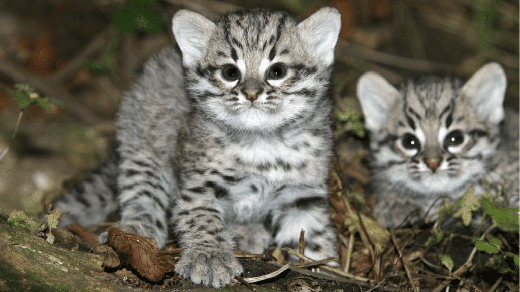 Gato de Geoffroy – Aprende con Ciencia